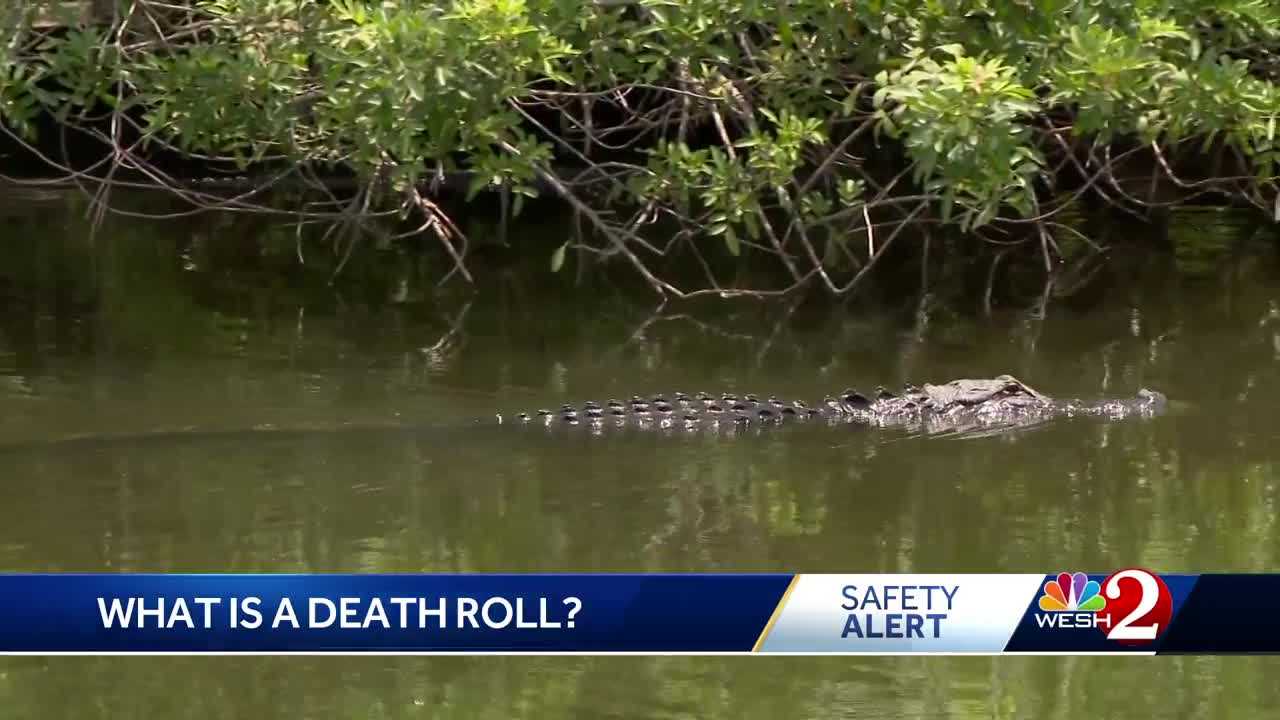 Gator attacks in Florida: what is a 'death roll'?