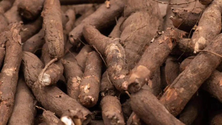 Cassava: The super root you’re probably ignoring in your diet