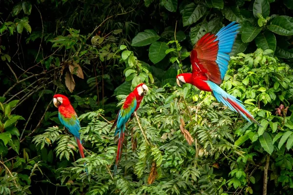 15 US zoos to visit for World Parrot Day