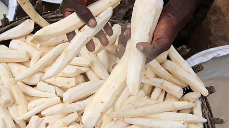 Cassava: The super root you’re probably ignoring in your diet