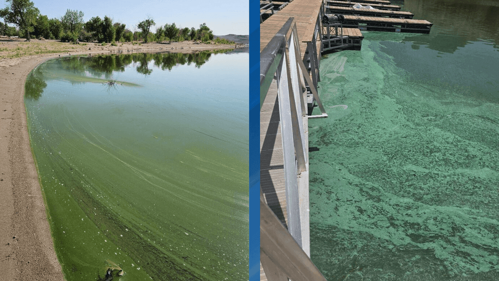 Nevada issues harmful algal bloom advisories for two reservoirs
