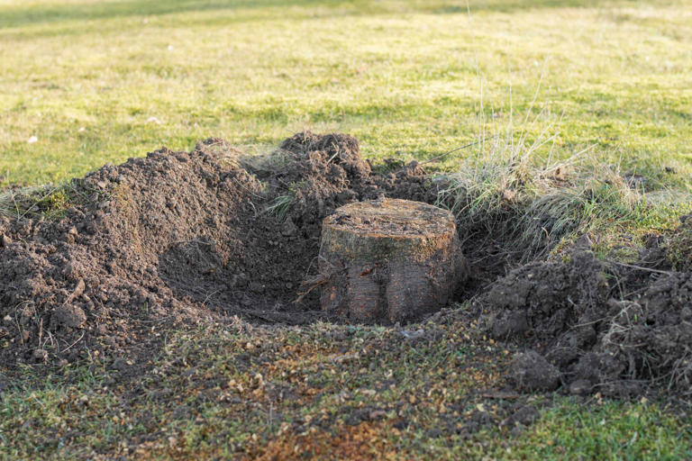 4 easy steps to bring your yard back to life after removing a tree