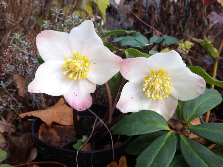 La rosa encantada de la Bella y la Bestia: historia, significado y ...
