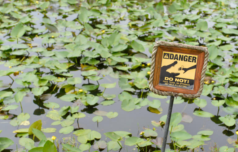 Florida history: How the famous (or infamous) Alligator Alley came to be