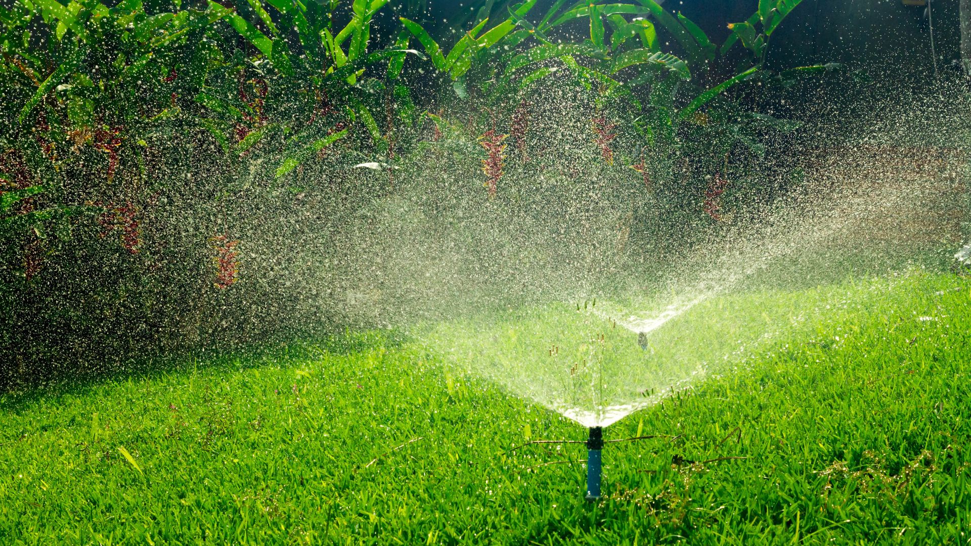 Garden experts share the best time to water your lawn — and I've been ...