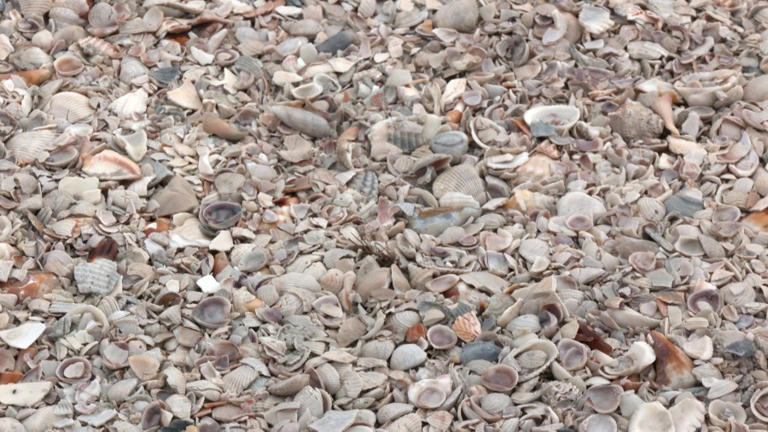 Mexico Beach holds second shell collecting event