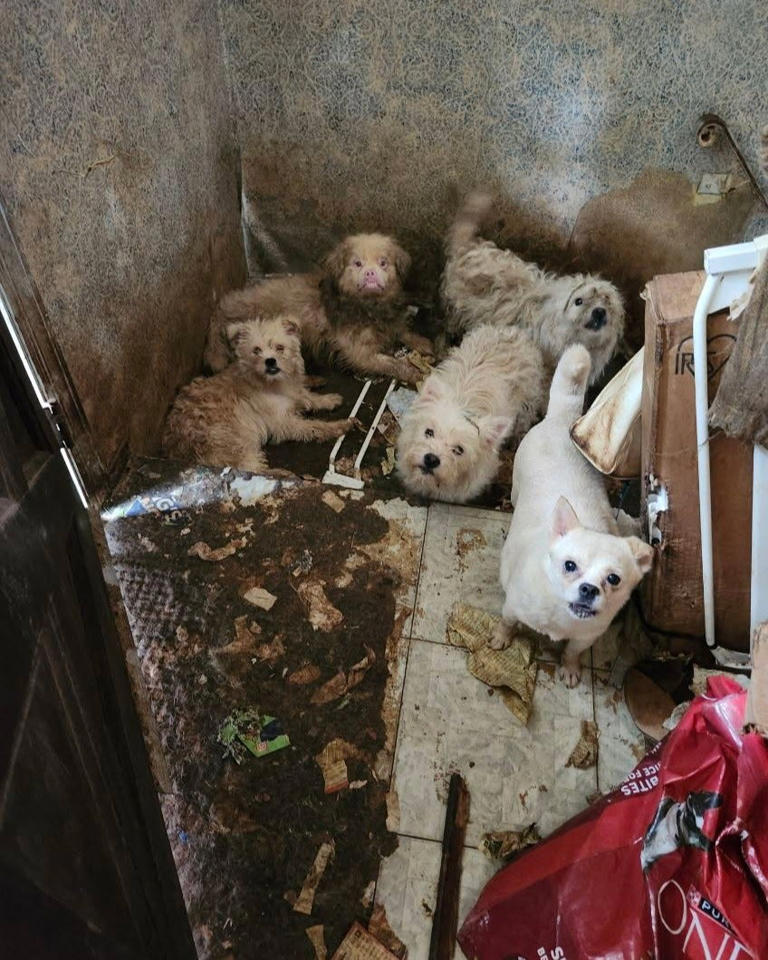 Heartbreaking photos show squalid conditions elderly woman died in – as ...