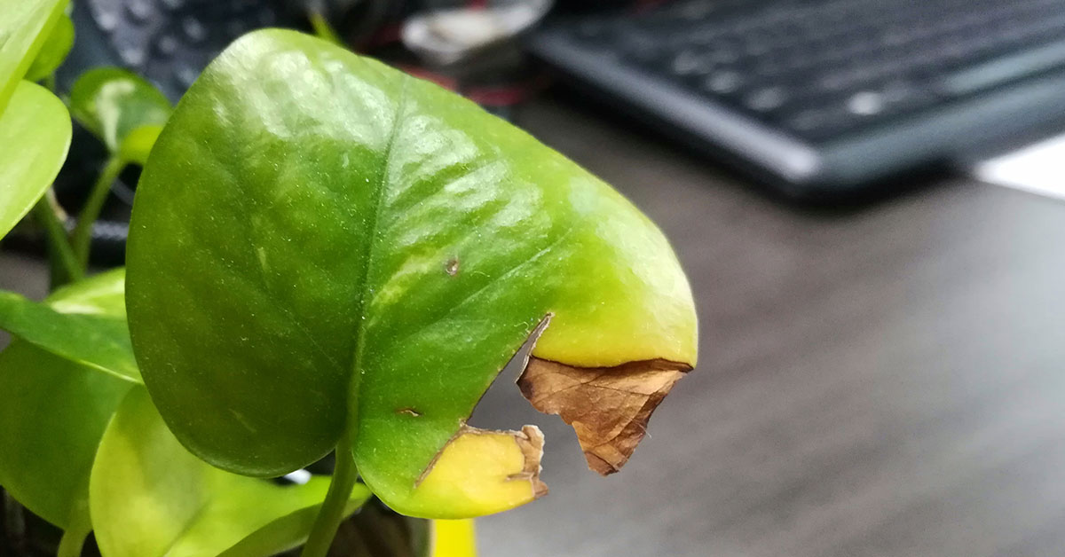 11 Signs Your Pothos Plants Are Struggling And How To Save Them