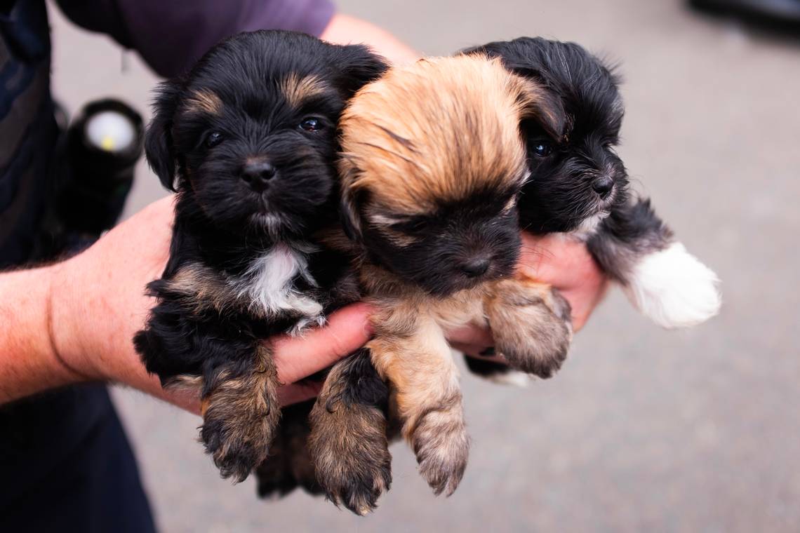 30 Maltese dogs seized from Pierce County home. ‘Things got out of ...