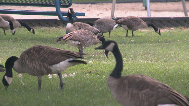 Mishawaka to relocate geese in hopes of solving overpopulation problem