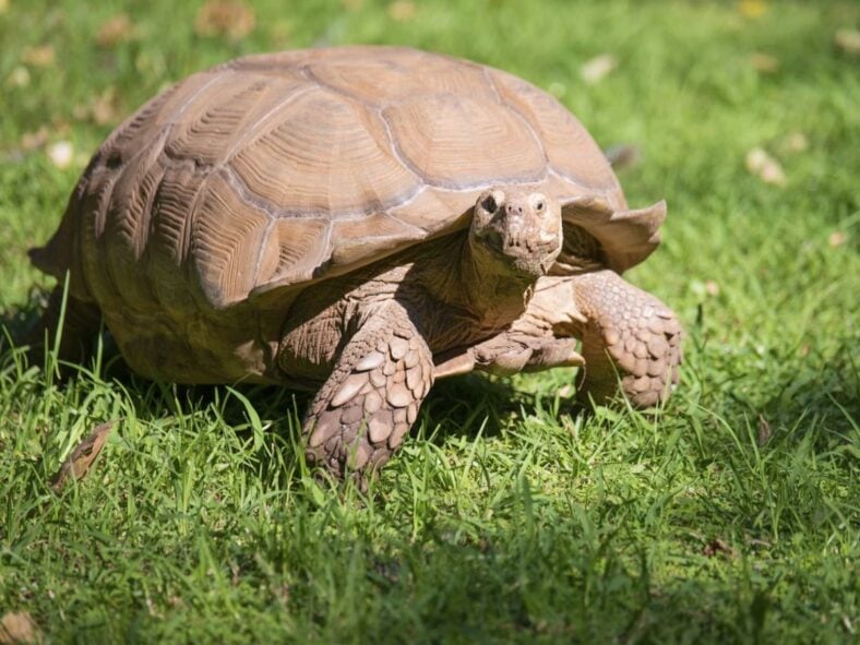 5 Famous People Who Owned Unusual Pets