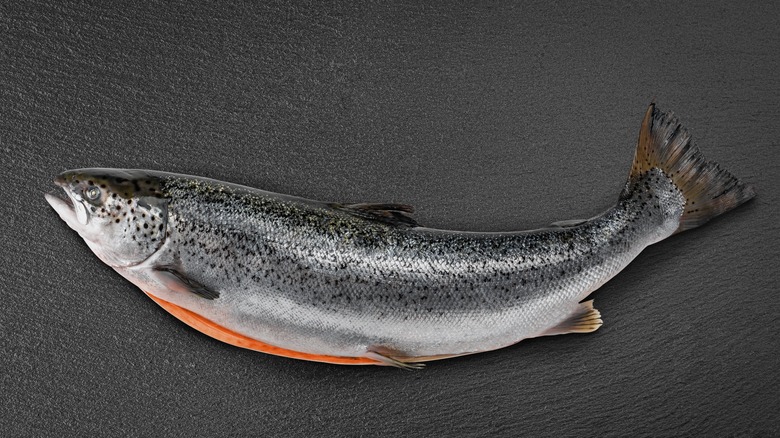 15 Tips You Need When Cooking With Salmon