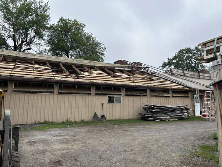 Fallen tree splits shed in half, winds rip roof of building at pig farm