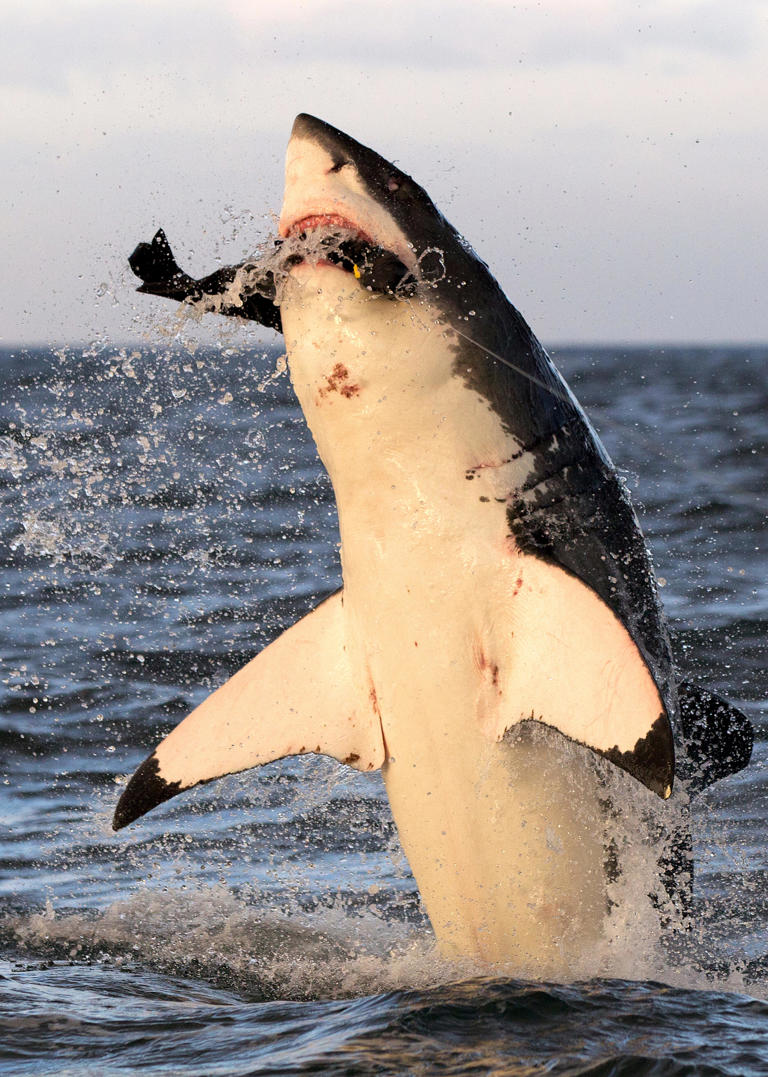 When is Shark Week 2025 on the Discovery Channel? When it is, how to watch