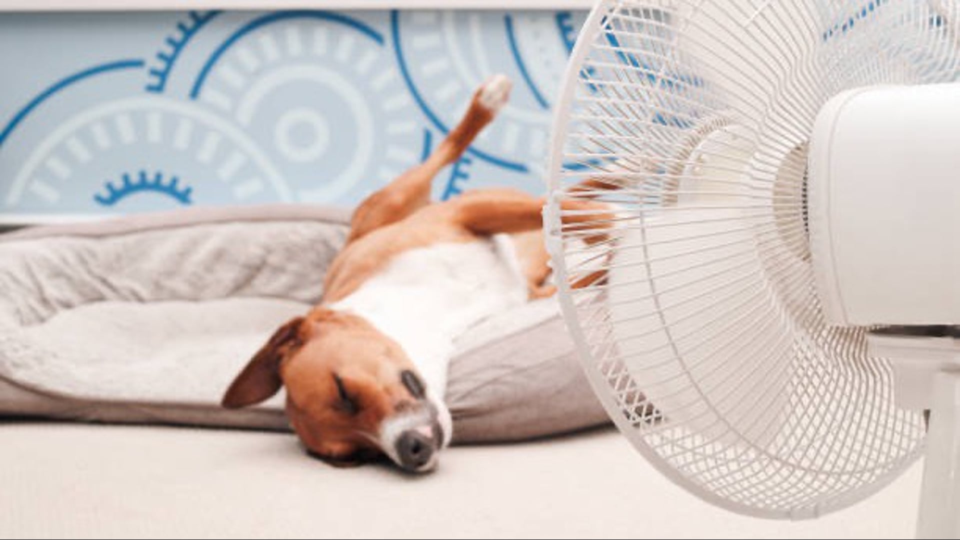 Keeping Dogs Cool: Tips to Prevent Heatstroke