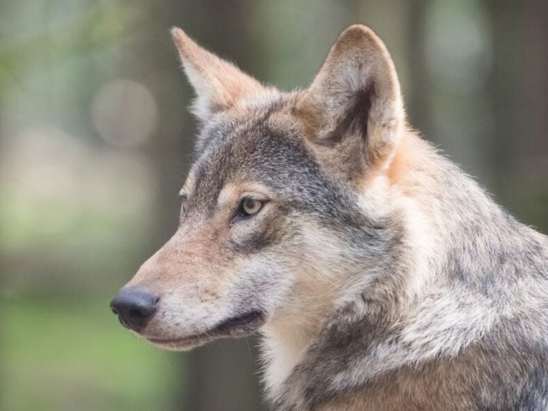 5 Famous People Who Owned Unusual Pets