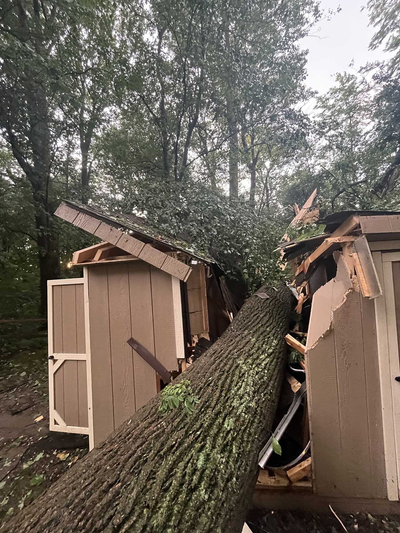 Fallen tree splits shed in half, winds rip roof of building at pig farm