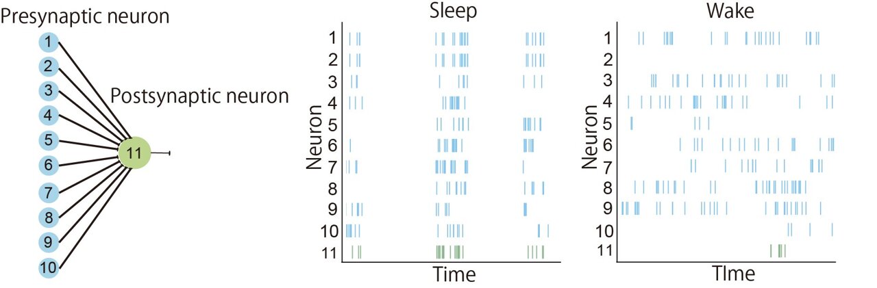 Predicting 'sleep learning': Neural activity patterns reveal conditions ...
