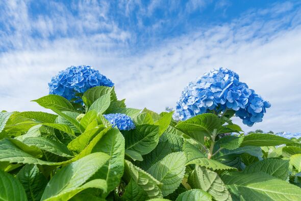 Hydrangeas will grow a beautiful bright blue if you water with 1 thing