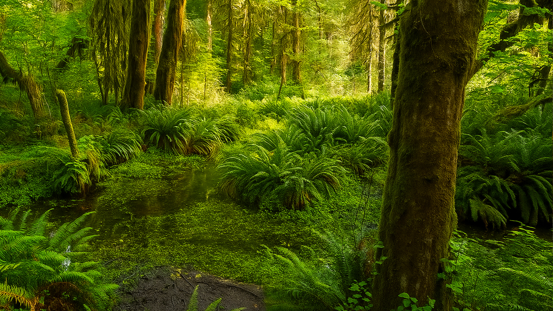 4K Hike Through the Hoh Rain Forest | Olympic National Park, WA