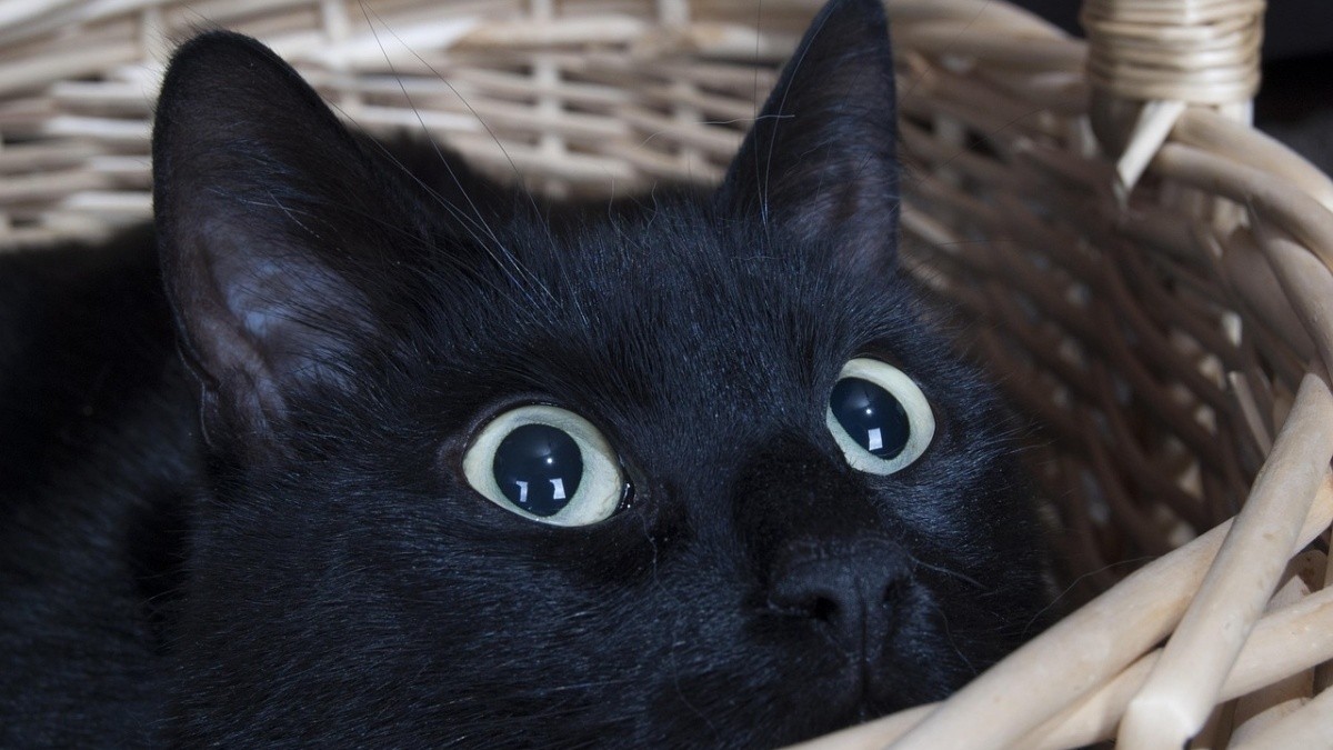 How to know if your cat needs more love and attention