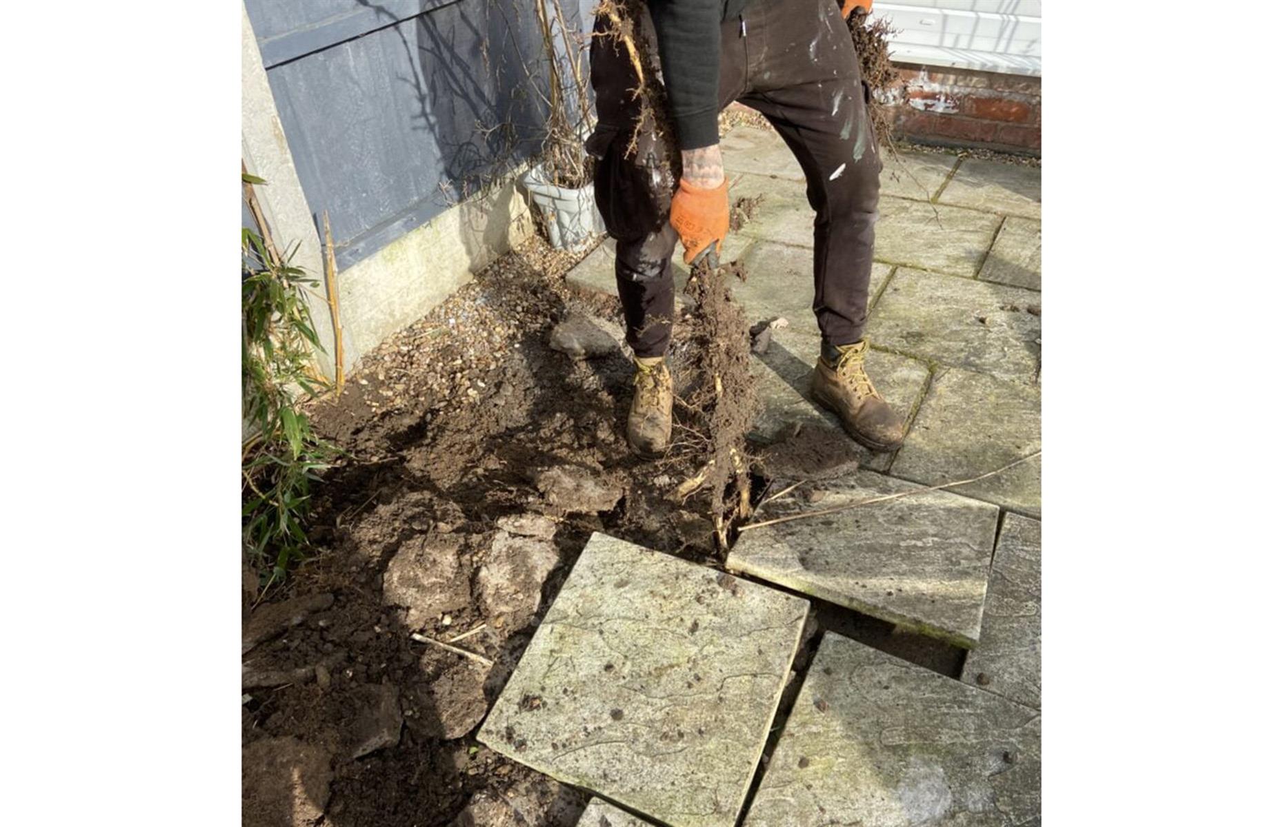 12 plants that can seriously damage your home – and your health