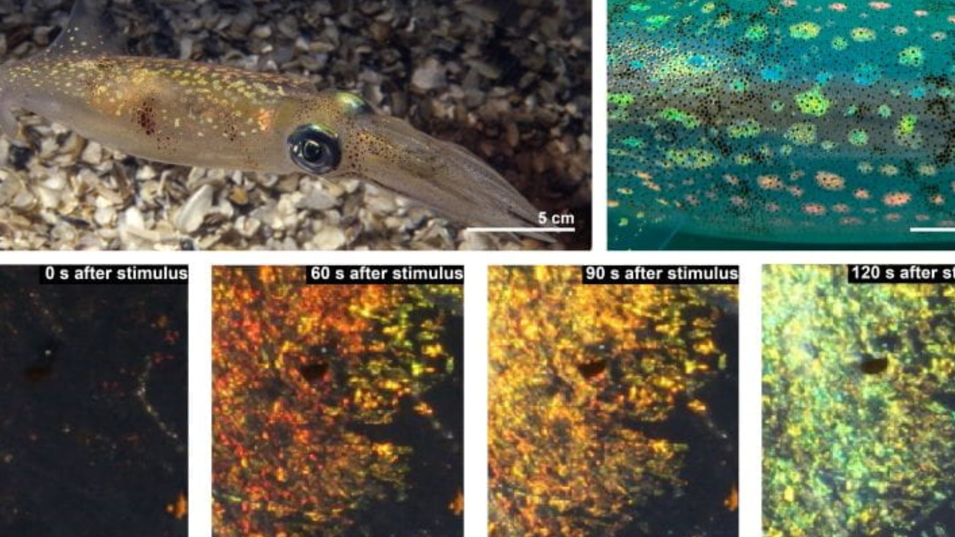 Squid skin-inspired stretchable camo could make US soldiers invisible ...