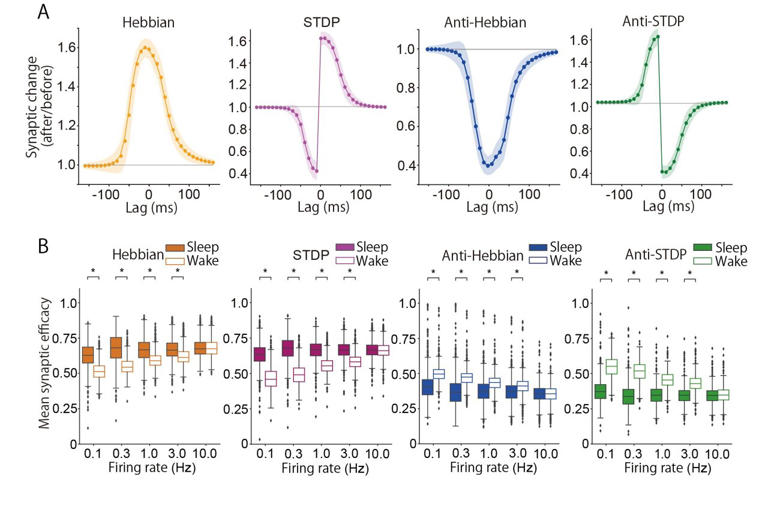 Predicting 'sleep learning': Neural activity patterns reveal conditions ...