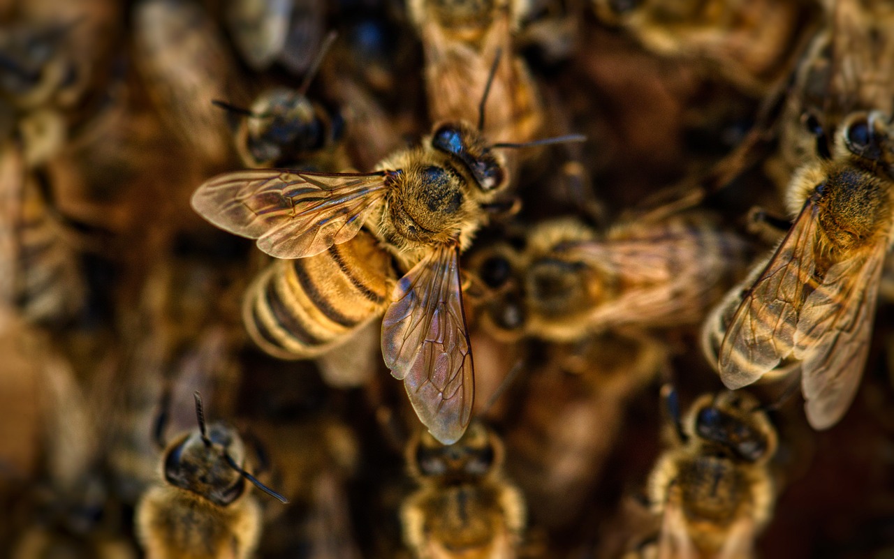 'Killer Bees' Detected in 13 U.S. States & Killing Multiple People