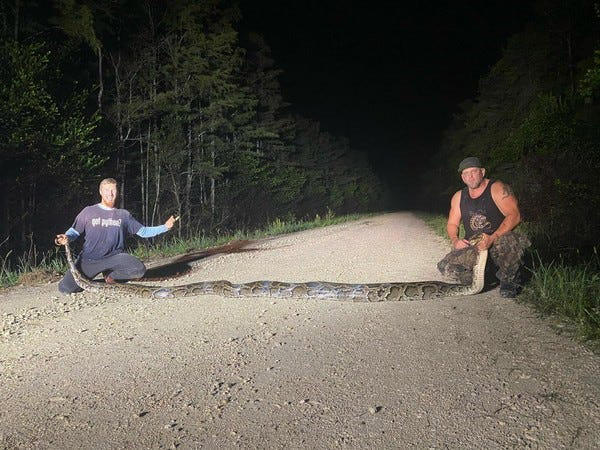 Burmese python hunt ahead: What are the largest pythons ever caught in ...