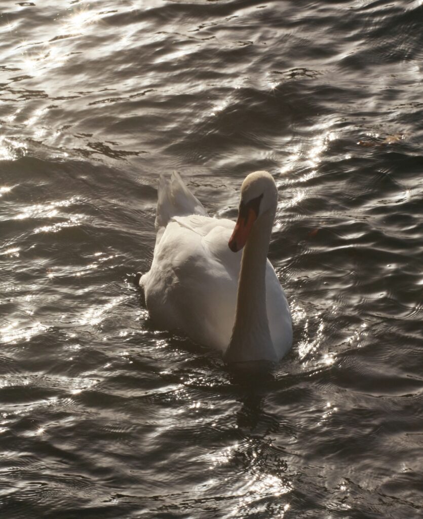 The Swan Maidens Folktale and the Call to Freedom