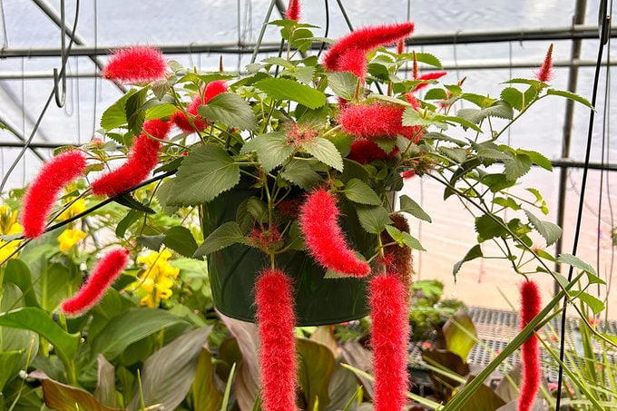 If You See This Red Fuzzy Plant, This Is What It Is