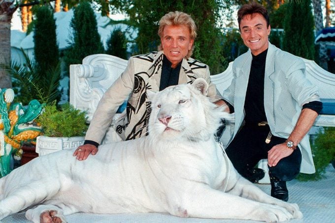 What Really Happened in the Siegfried & Roy Tiger Attack?