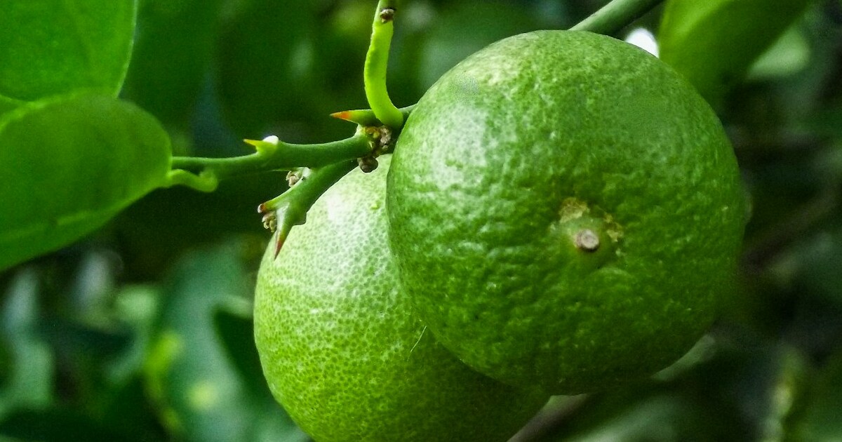 12 Gardening Tips For Growing The Perfect Limes