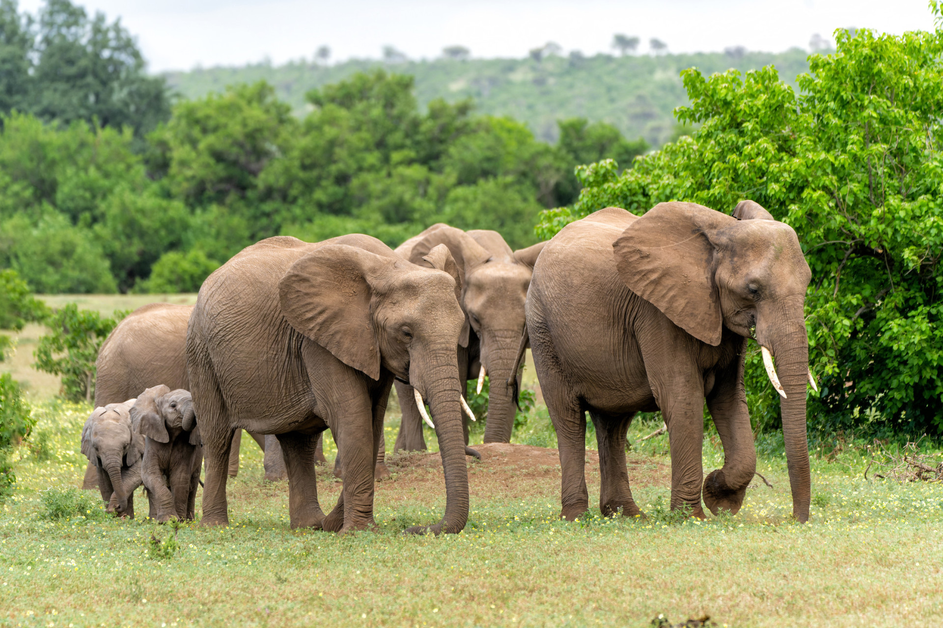The slowest creatures in the animal kingdom