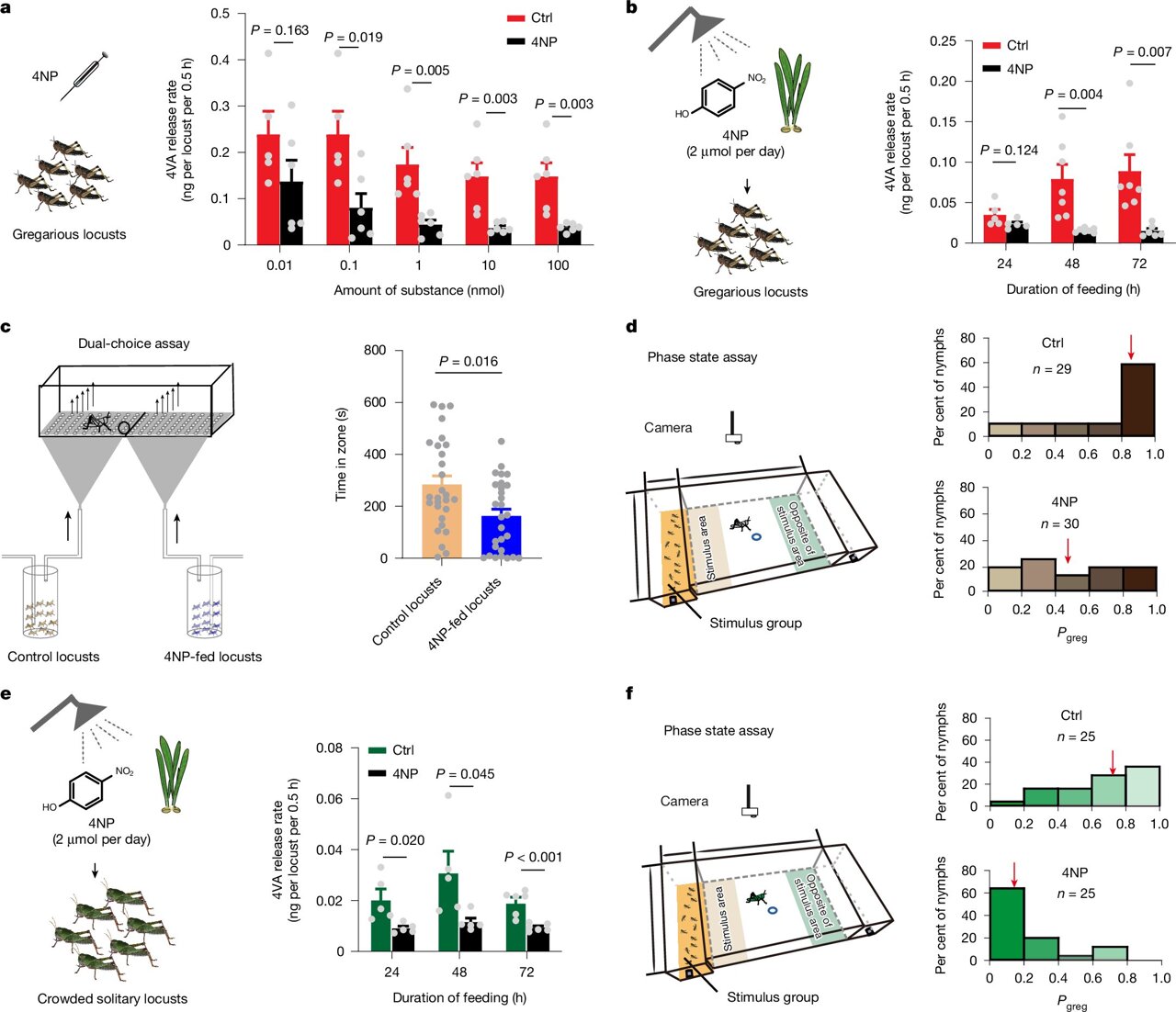 Scientists map key enzymes behind locust swarming pheromone production