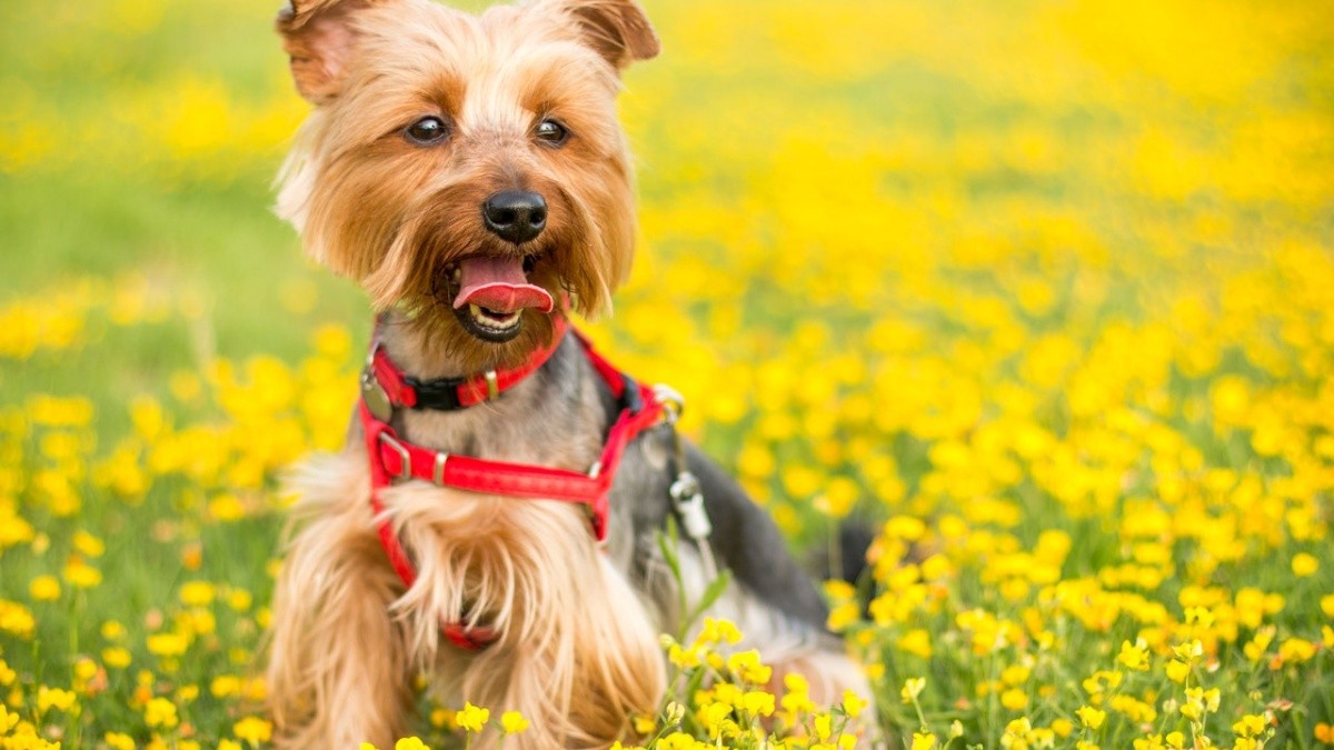 9 meaningful names for small dogs: An elegant guide for pet owners
