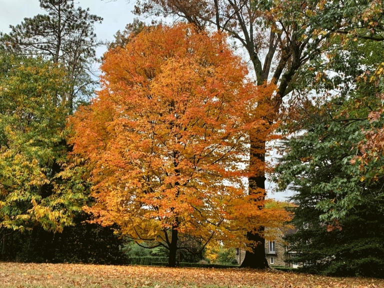 Chester Borough Recognized, Again, For Commitment To Neighborhood Tree Care