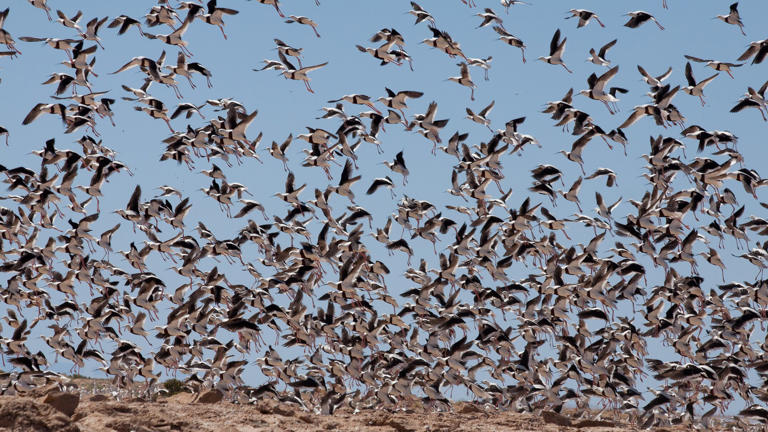 The 'enduring' mystery of how birds know when Kati Thanda-Lake Eyre is ...
