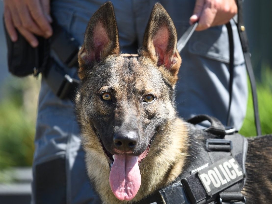WARMINGTON: Two Halton K9 cops hailed for heroic carjacking collars