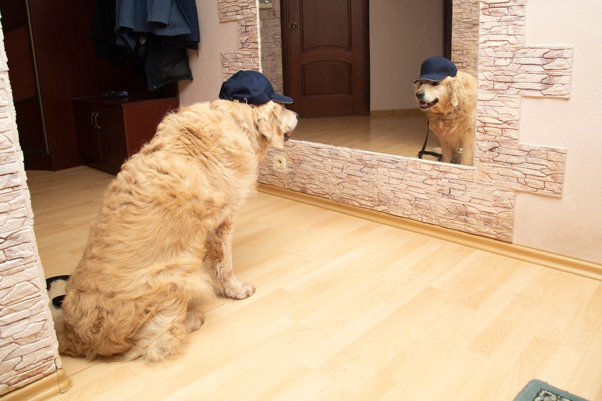Golden Retriever Meets His Reflection and the Confusion Is All Too Real
