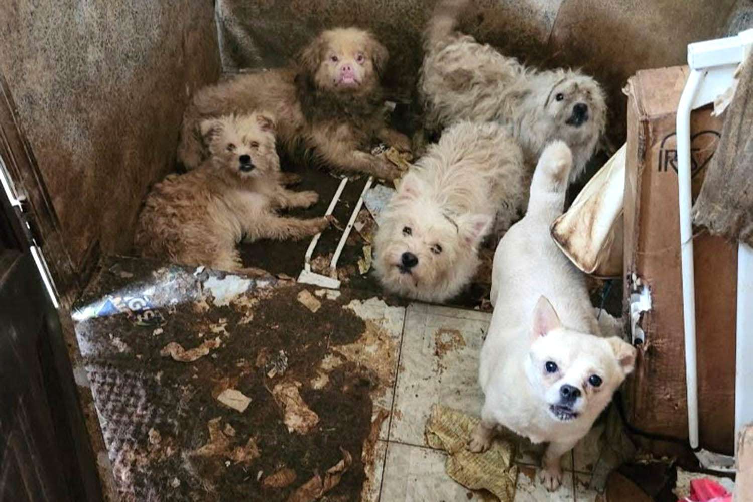 Over 100 Matted Dogs Rescued from 'Unimaginable Filth' Inside One N.Y.C ...