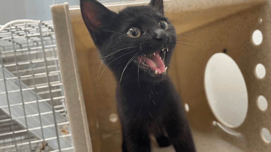 Photos: Cat rescued from storm drain in Antioch