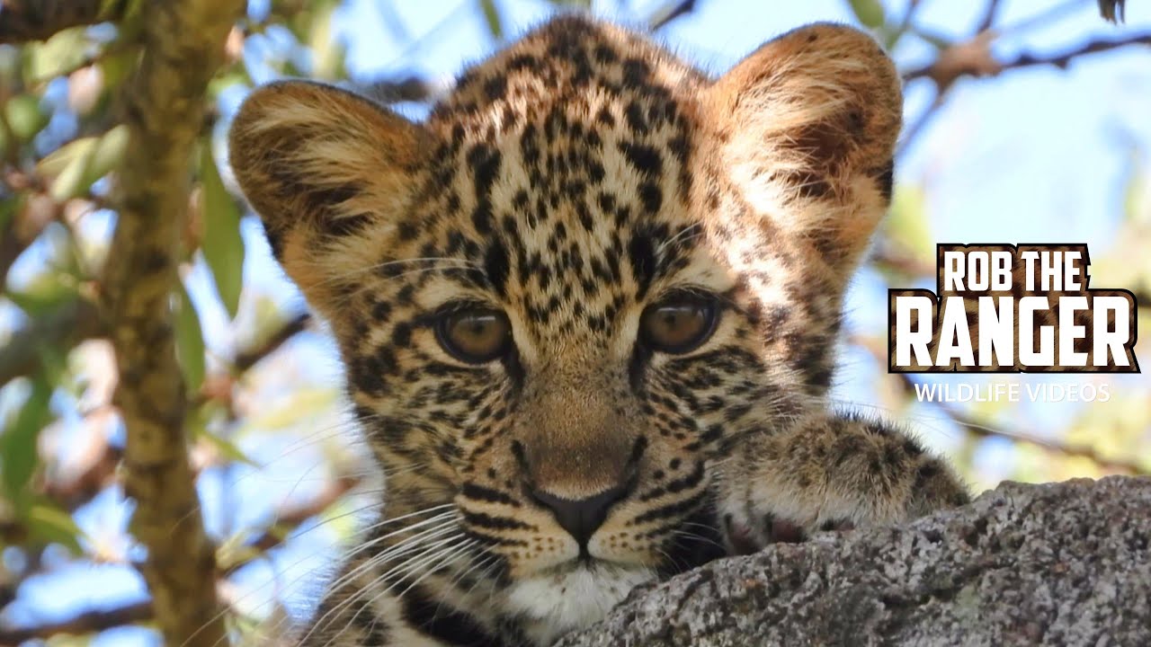 Adorable Leopard Cub: Rare Safari Sighting Unveiled
