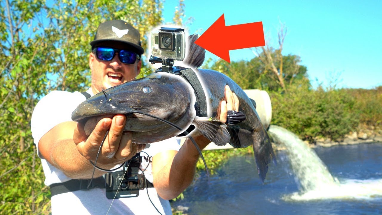 GoPro captures shocking underwater giant fish footage