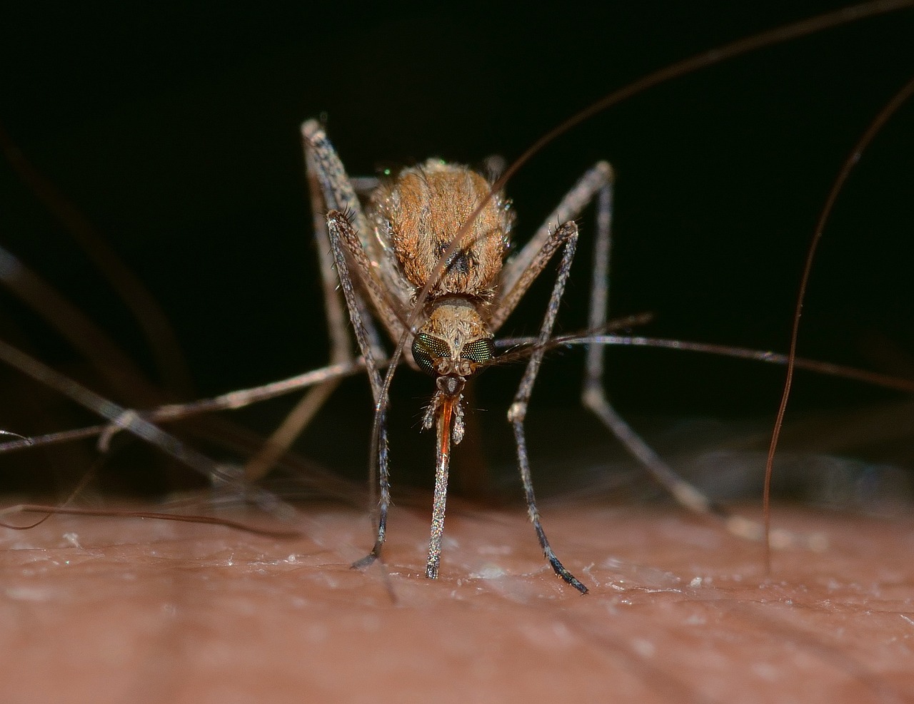 Google quiere liberar 64 millones de mosquitos infectados con una bacteria