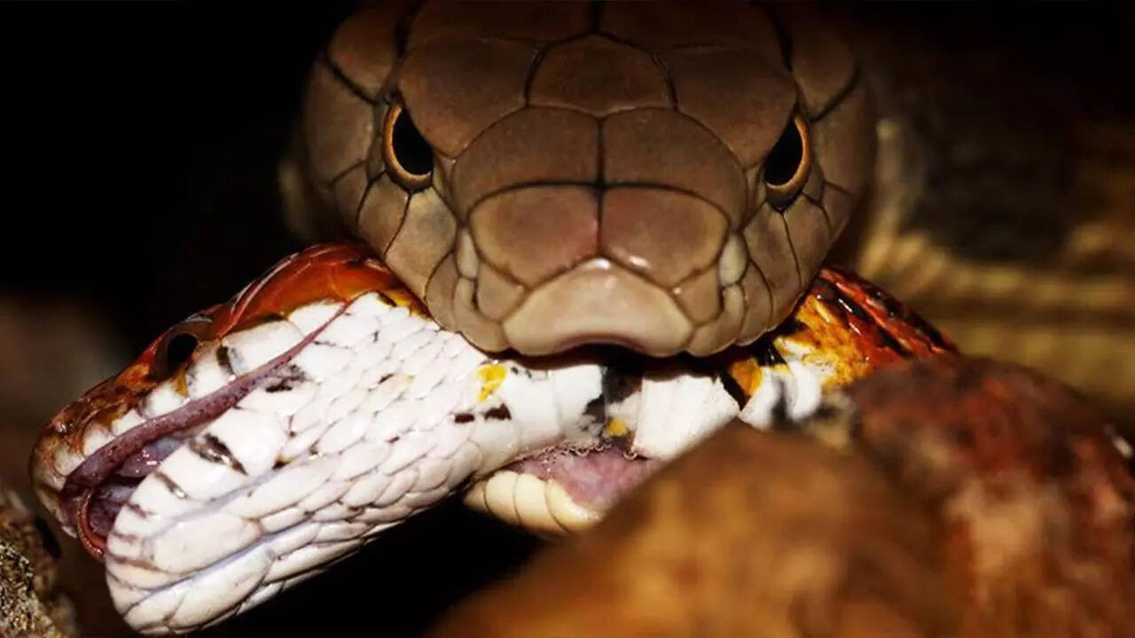 What makes a king cobra ‘king’? 6 lethal traits that rule the reptile world