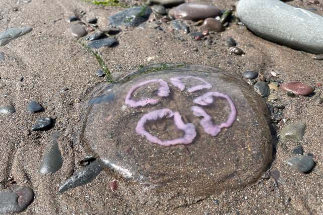 Locals alarmed as 'swarms of alien jellyfish' wash up on popular ...