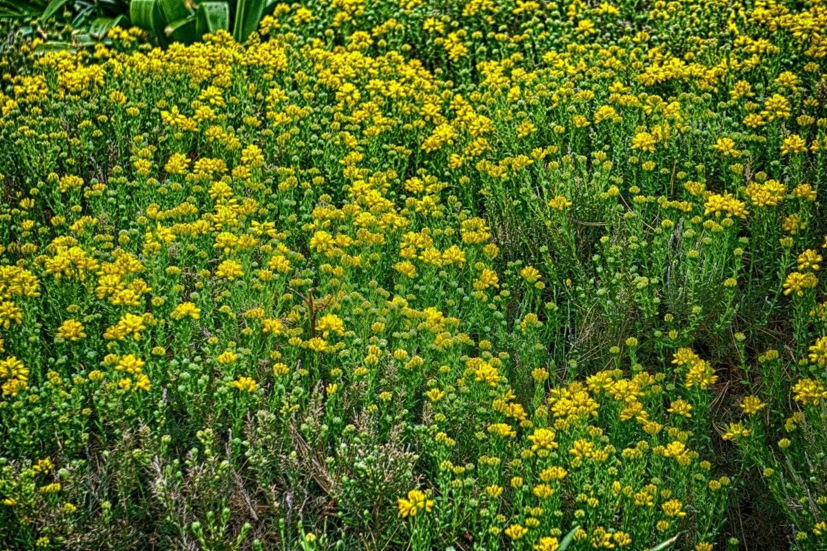 Cómo cuidar la planta de ruda: guía completa, usos y todos sus secretos