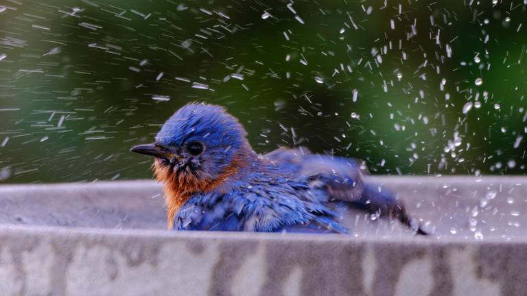 Don't Throw Away An Empty Syrup Bottle, Turn It Into A Birdbath Dripper ...